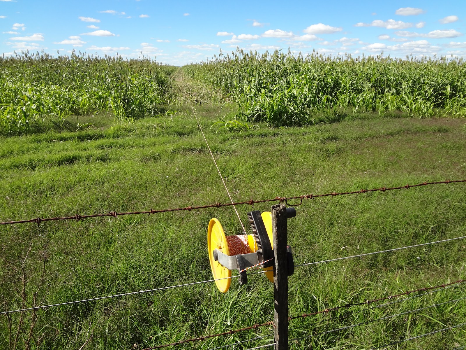 The ruminant goes mob grazing: Conventionally Unconventional